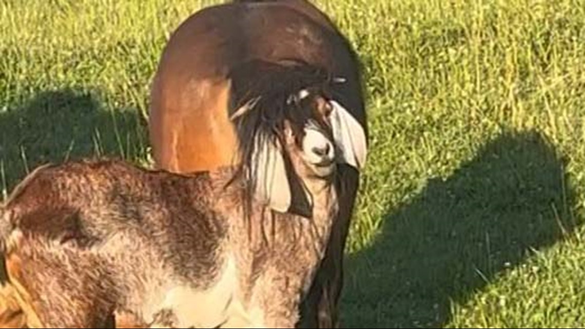 Goat gets tangled in horse's tail while horsing around together | wfaa.com