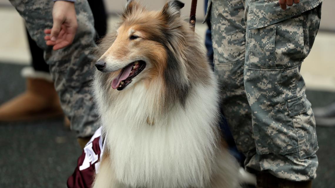 Texas A&M says goodbye to former campus icon | wfaa.com