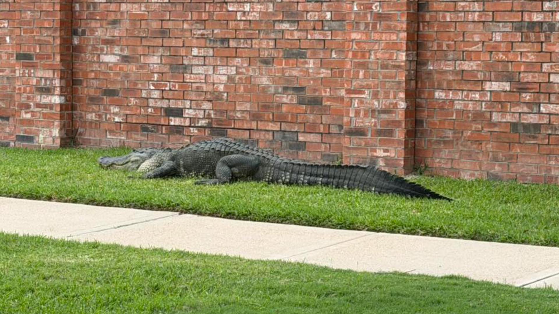 Houston-area police apprehend gator that was taking a dip in a backyard ...