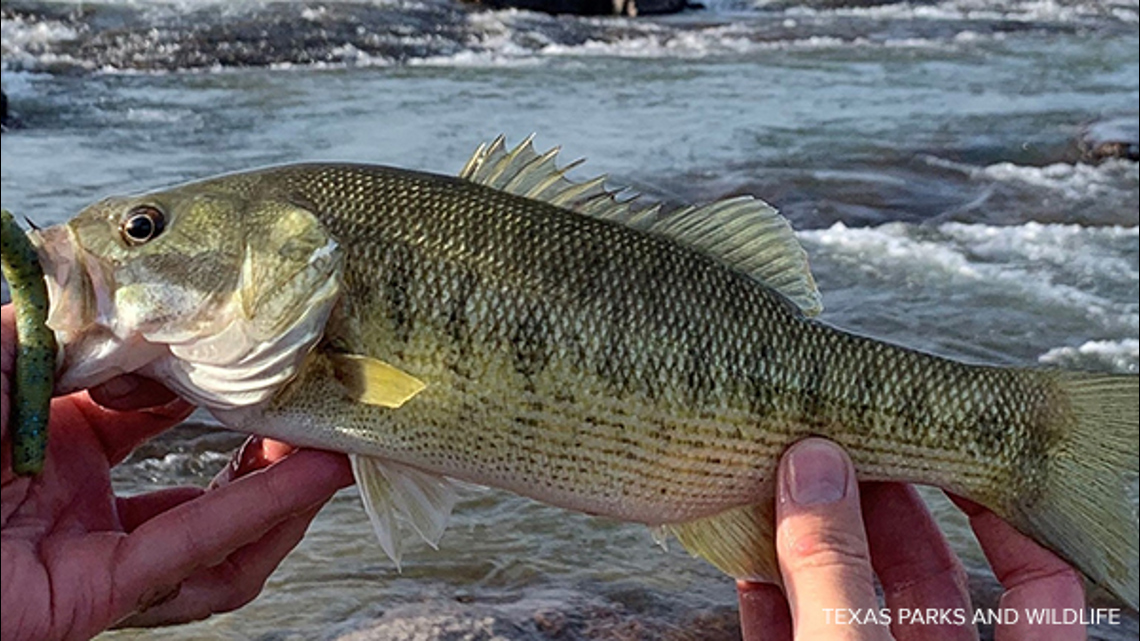 What is the Texas state fish? It's the Guadalupe bass | wfaa.com