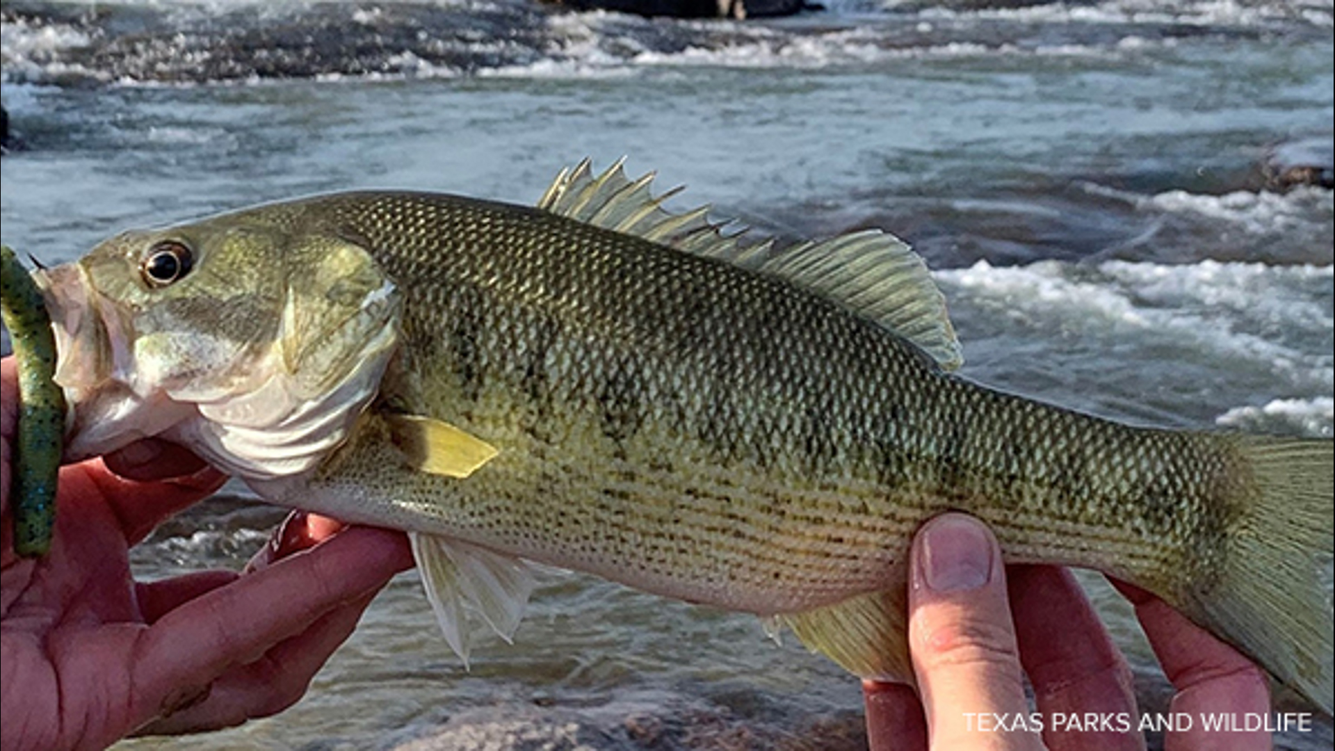 What is the Texas state fish? It's the Guadalupe bass | wfaa.com