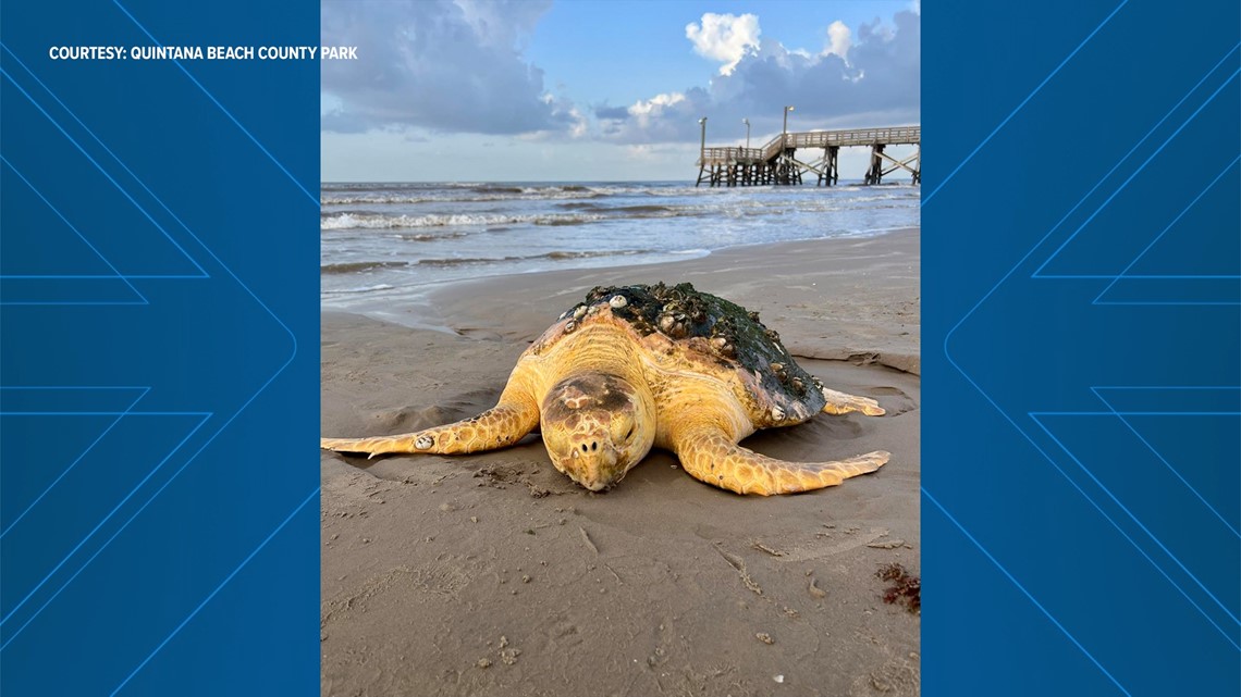Loggerhead sea turtle off coast of Quintana Beach County Park | wfaa.com