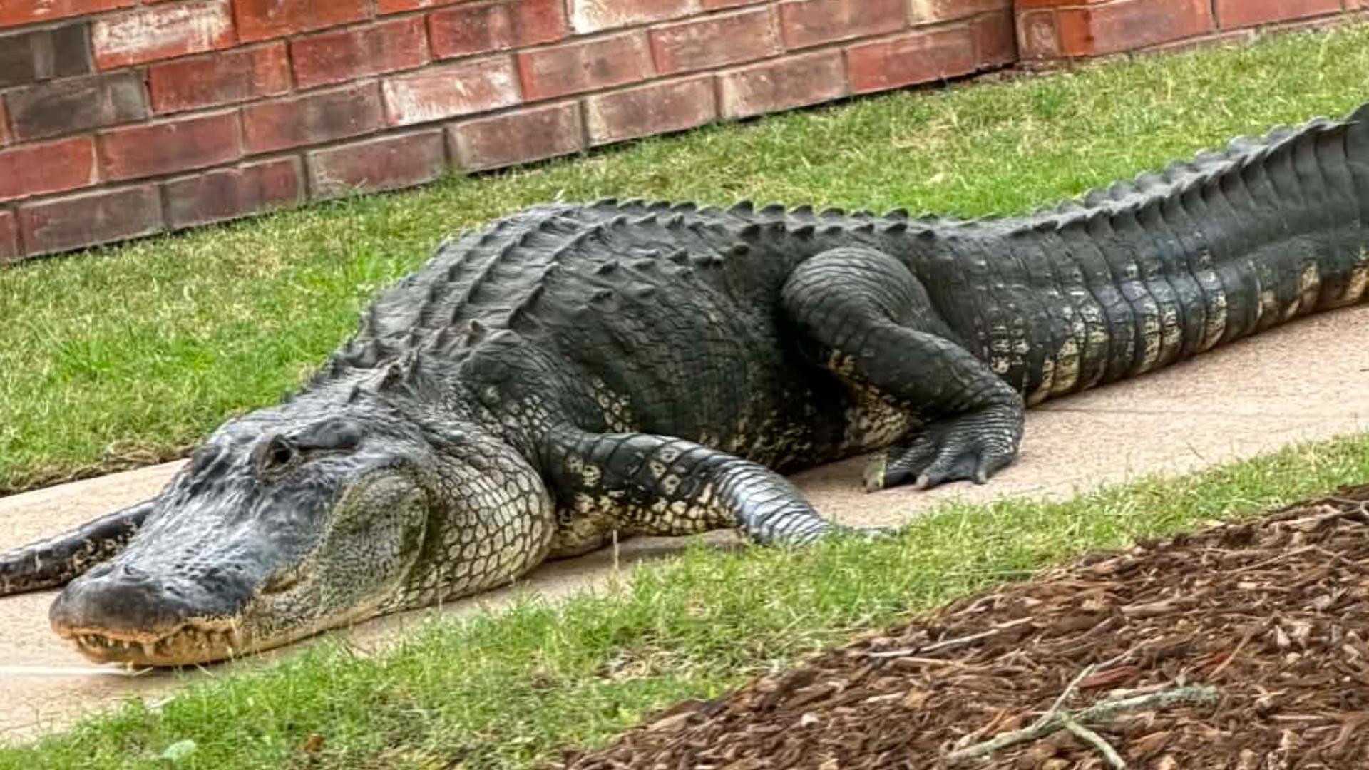 Houston-area police apprehend gator that was taking a dip in a backyard ...