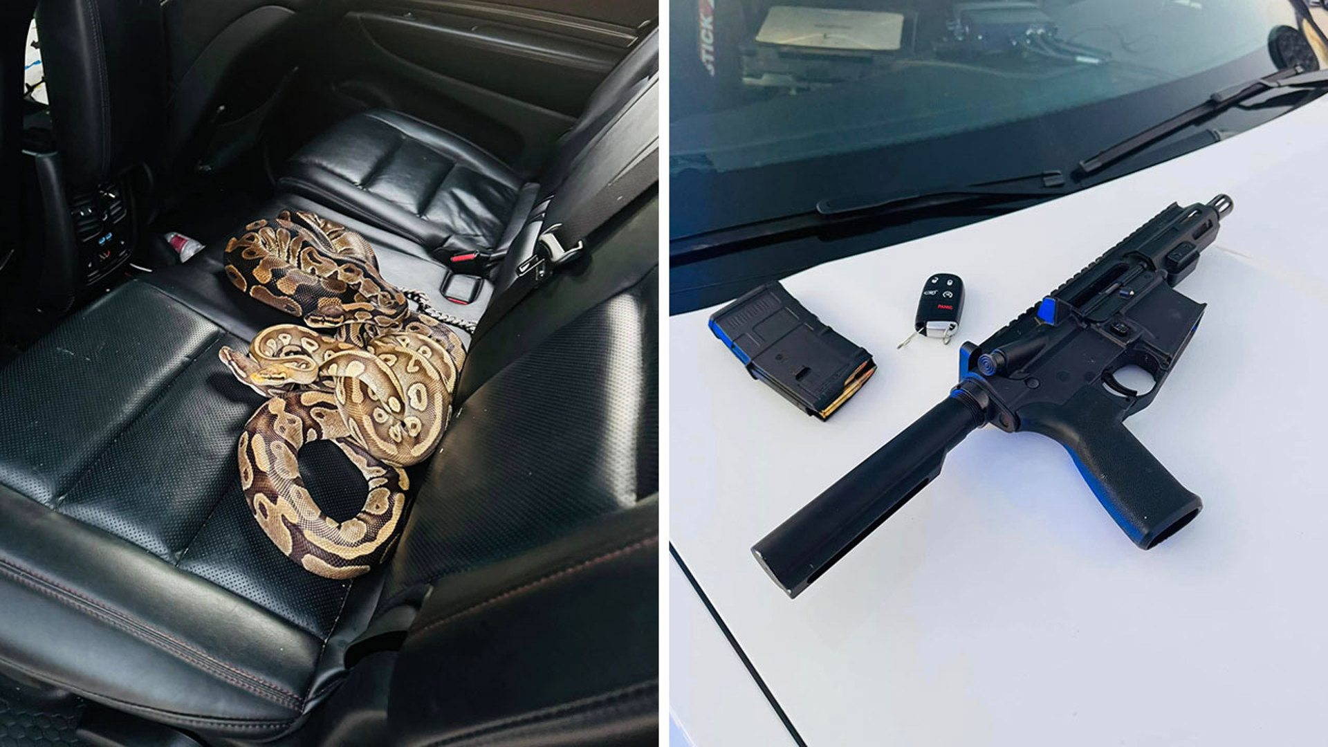Snakes, gun, drugs found during traffic stop in NW Harris County | wfaa.com