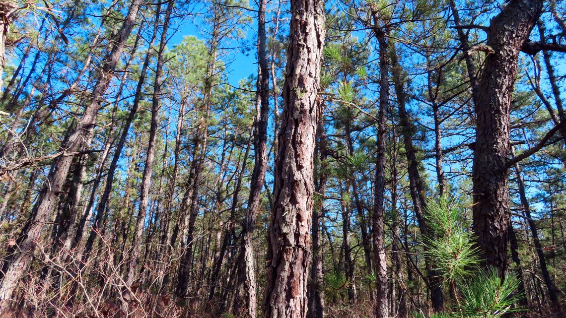 Marcus Spears Jr. ranks No. 1 in Class of 2027 basketball | wfaa.com