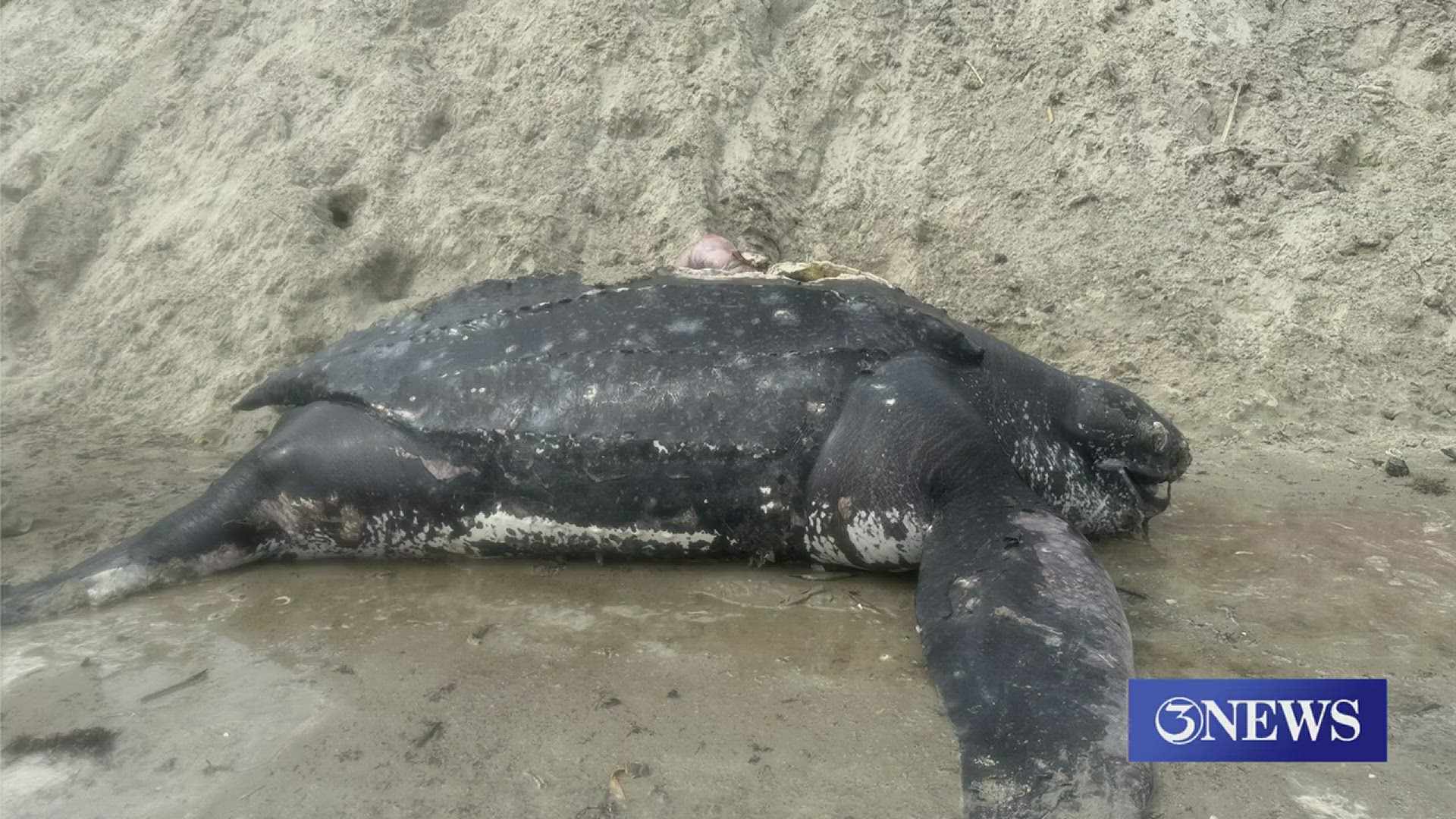 Leatherback turtles hurt by boats in Port Aransas | wfaa.com