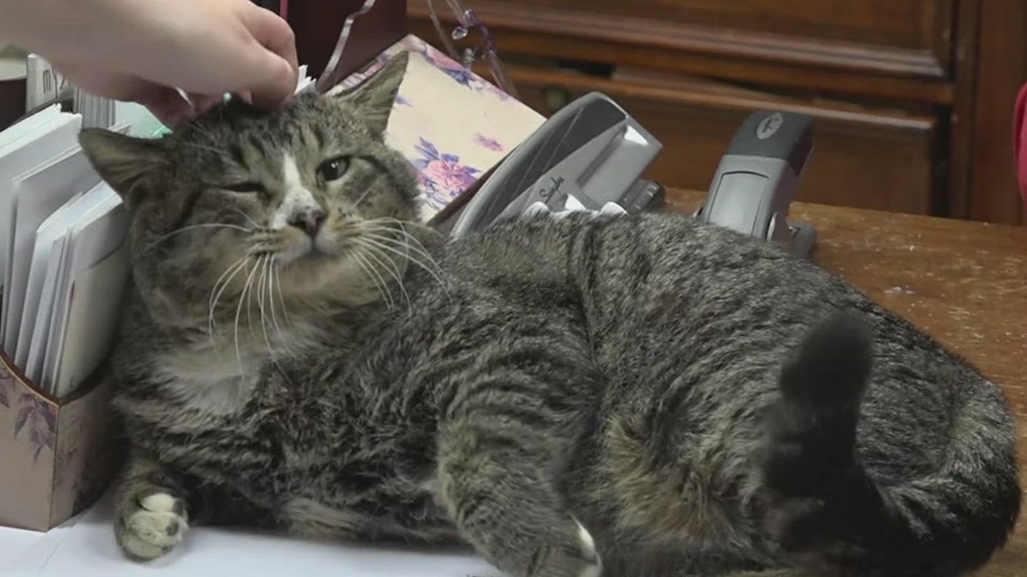 SB Mowing saves cat and cat sanctuary in Corpus Christi | wfaa.com