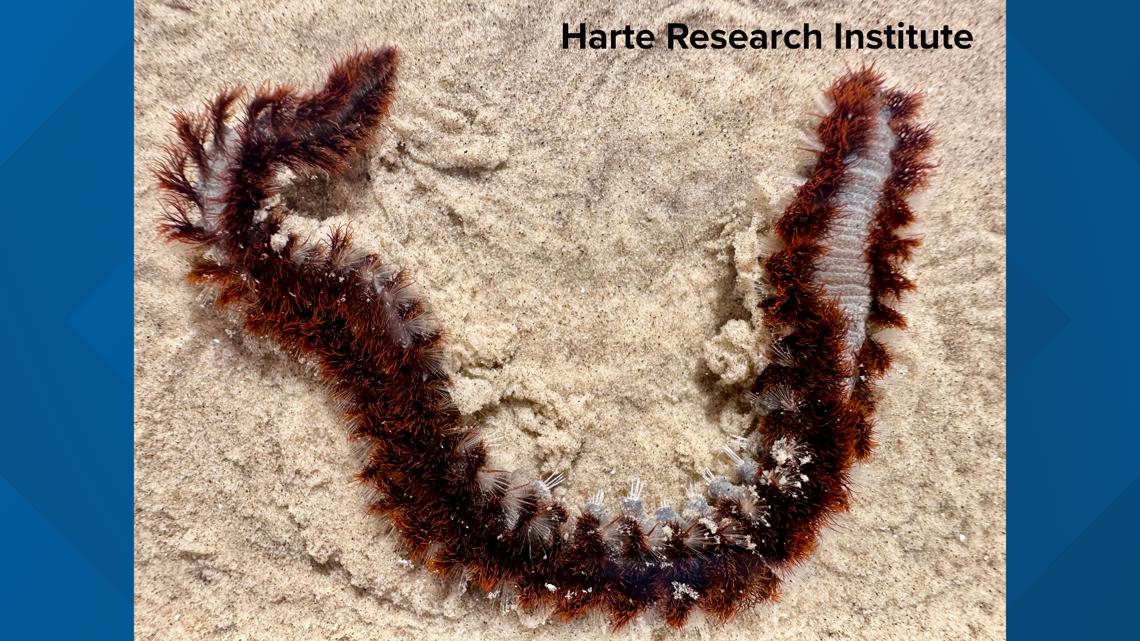 Fireworms found on area beaches, what to do if you get stung | wfaa.com