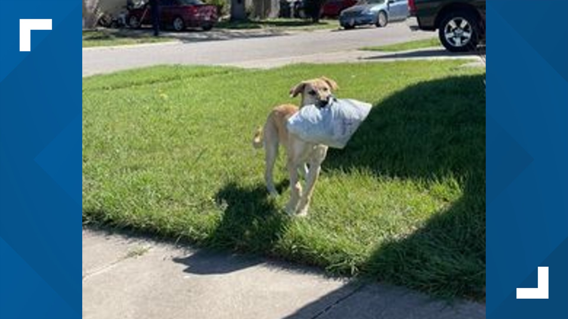 Texas dog steals neighbors package | wfaa.com