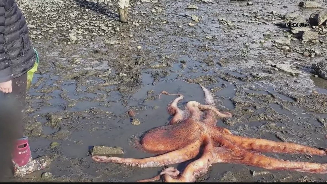 Giant Pacific octopus rescued at Bay View State Park | wfaa.com