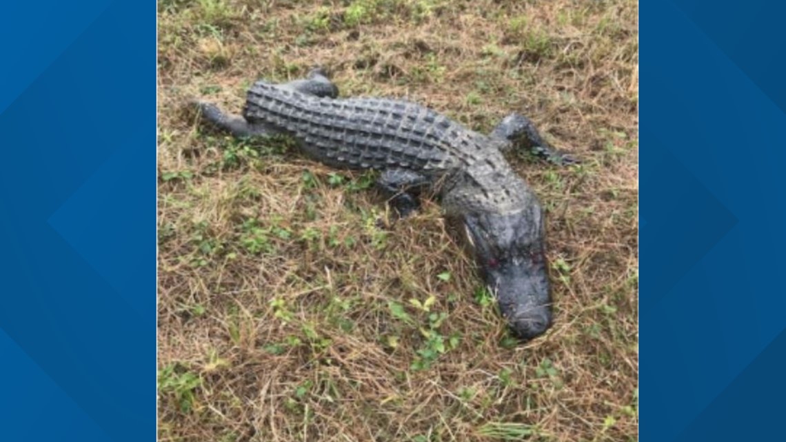 Gator's tail cut off in Jasper County | wfaa.com