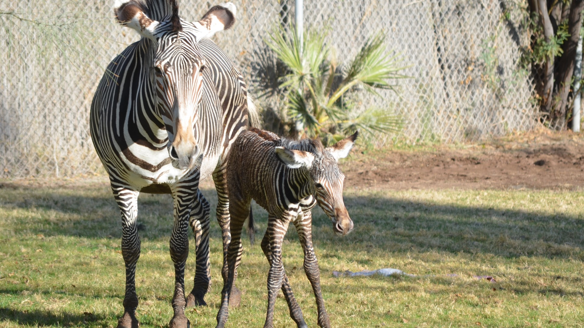 Baby zebra born Christmas morning in Arizona | wfaa.com