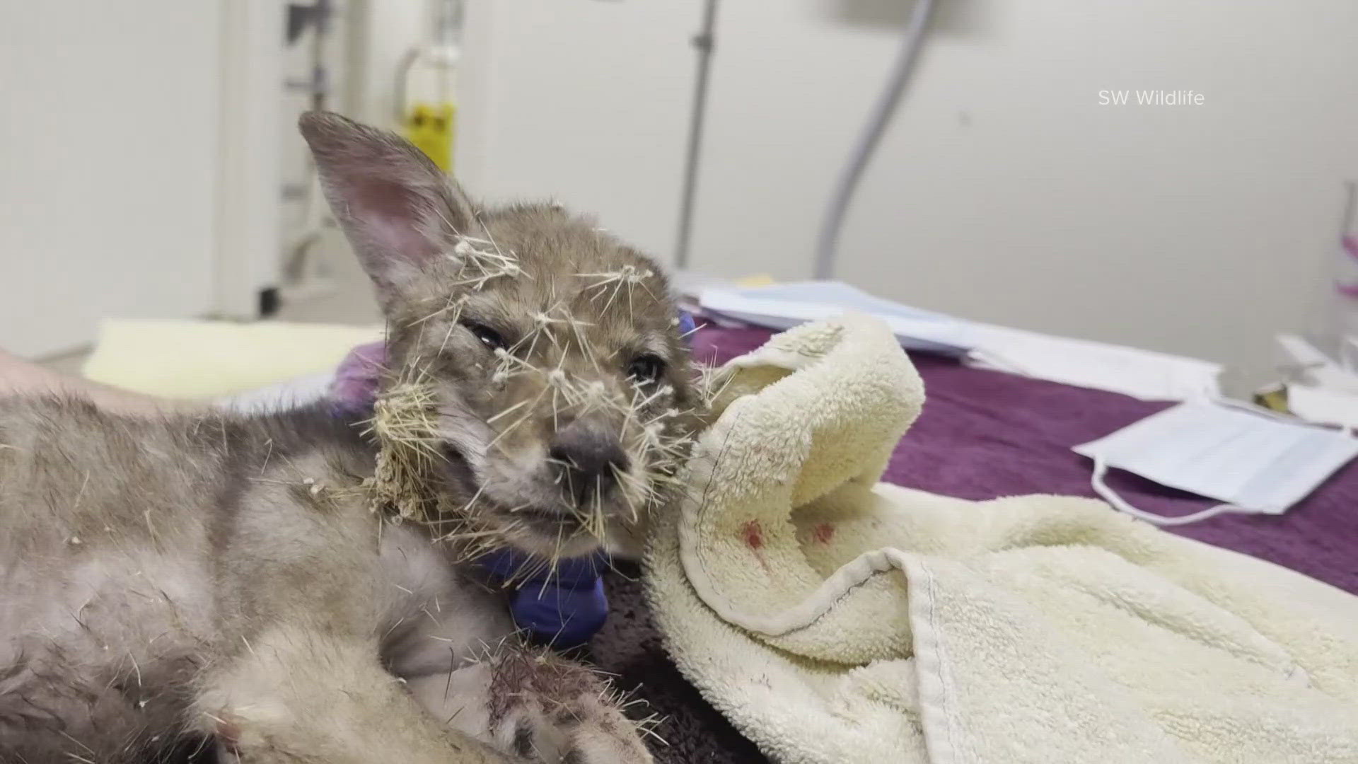 Baby coyote recovering after getting in a prickly situation with a ...