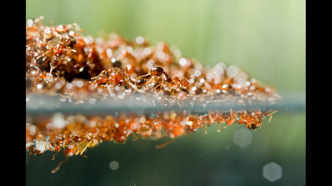 How do fire ants form giant rafts to survive floods? | wfaa.com