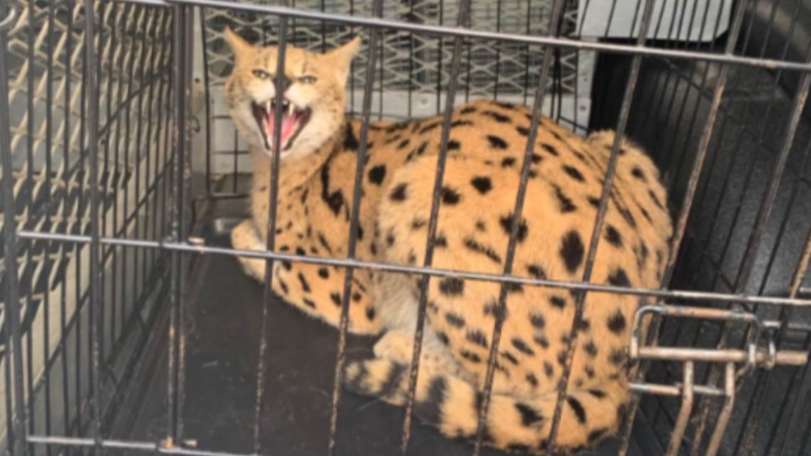 World's most lethal cat causing overcrowding at St. Louis shelter ...