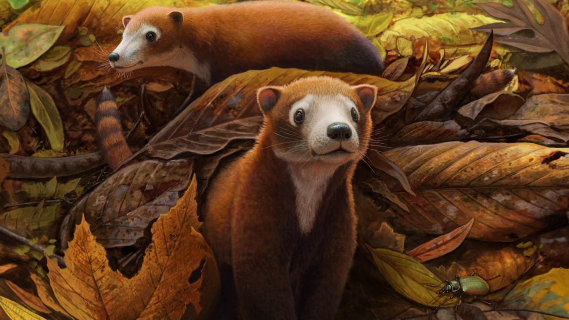 New mammal found in Colorado Springs | wfaa.com