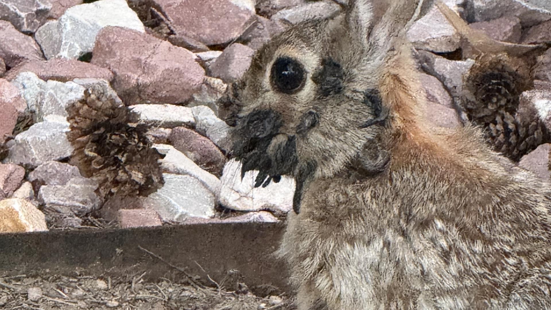 Colorado rabbits show bizarre' 'tentacle' growths on their heads | wfaa.com