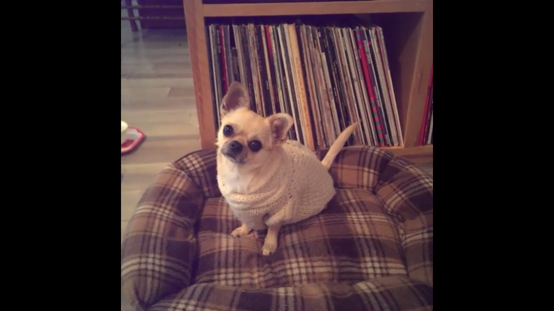 Austin dog goes viral as she screams for walks | wfaa.com