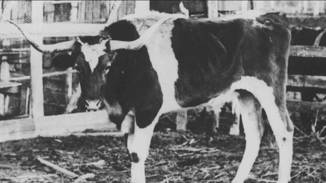 The Backstory: The origins of Bevo | wfaa.com