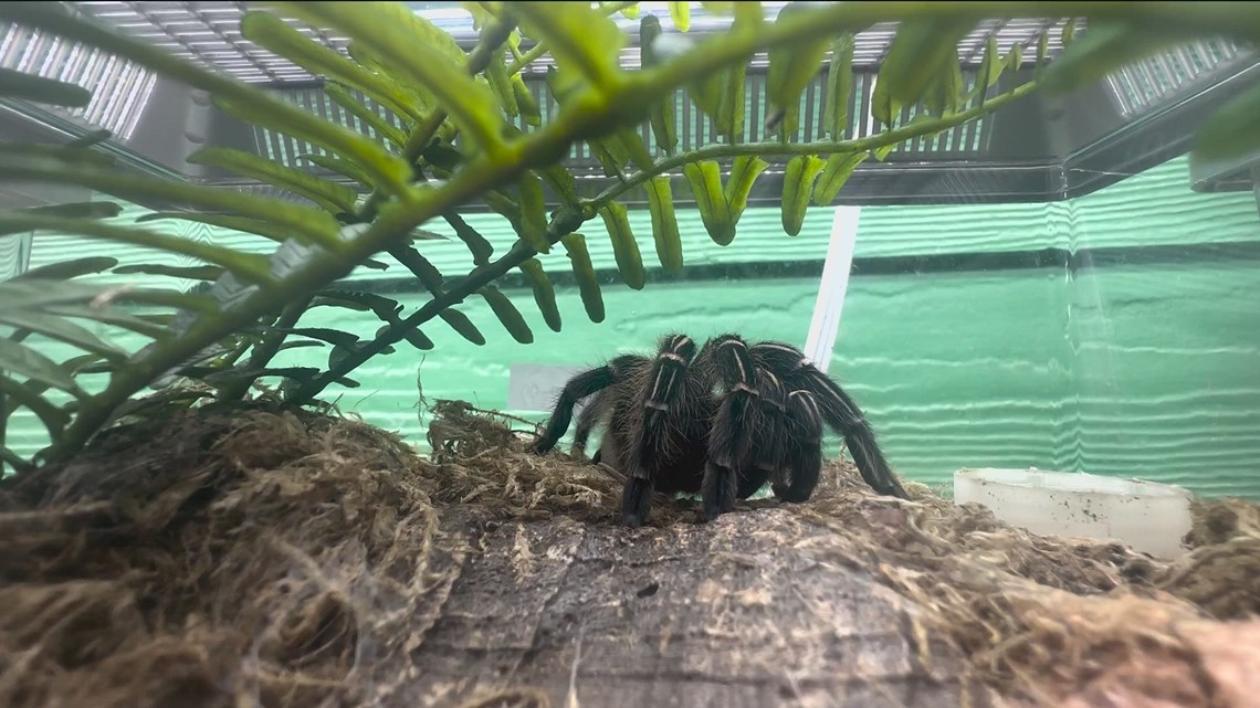 It's tarantula mating season in Texas | wfaa.com