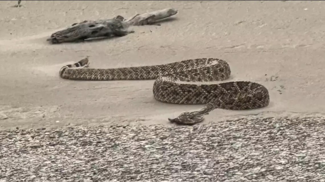 Texas beaches are crawling with rattlesnakes | wfaa.com