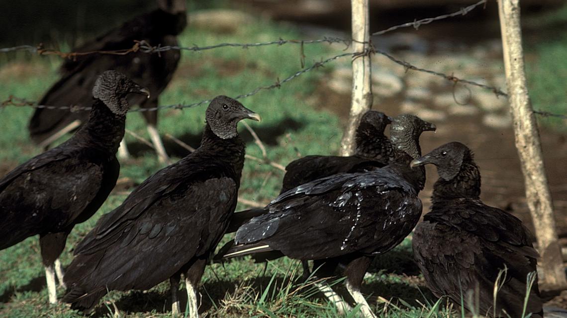 Bird flu found in dead vultures at Landa Park in New Braunfels | wfaa.com