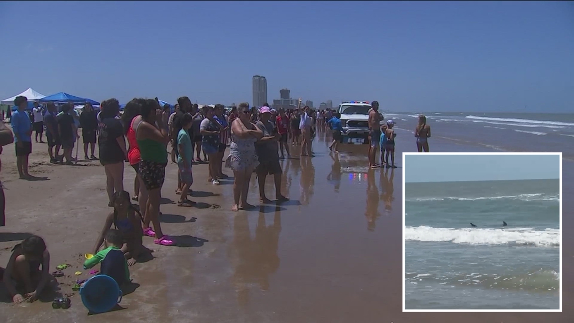 Shark attack leaves several people hurt along Texas coast | wfaa.com