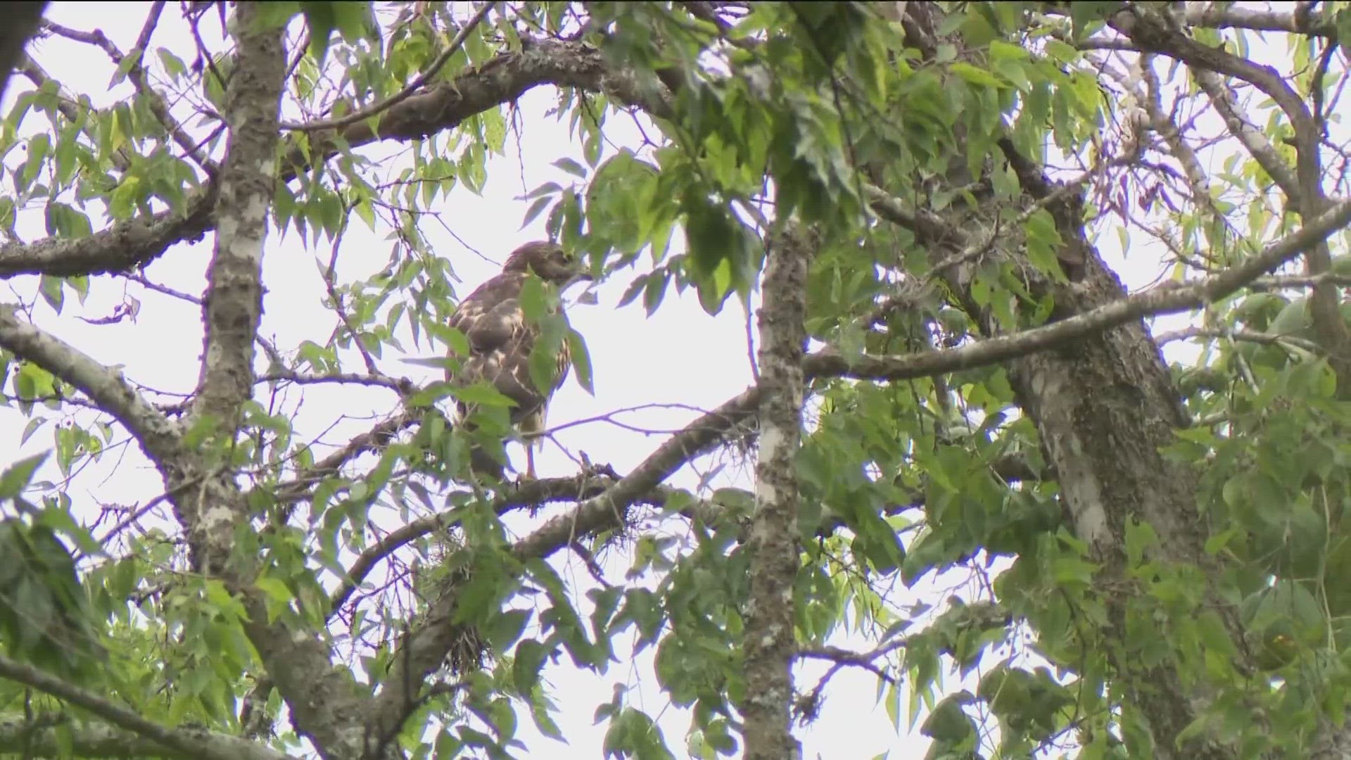 Travis Heights mail temporarily halted due to hawk presence | wfaa.com