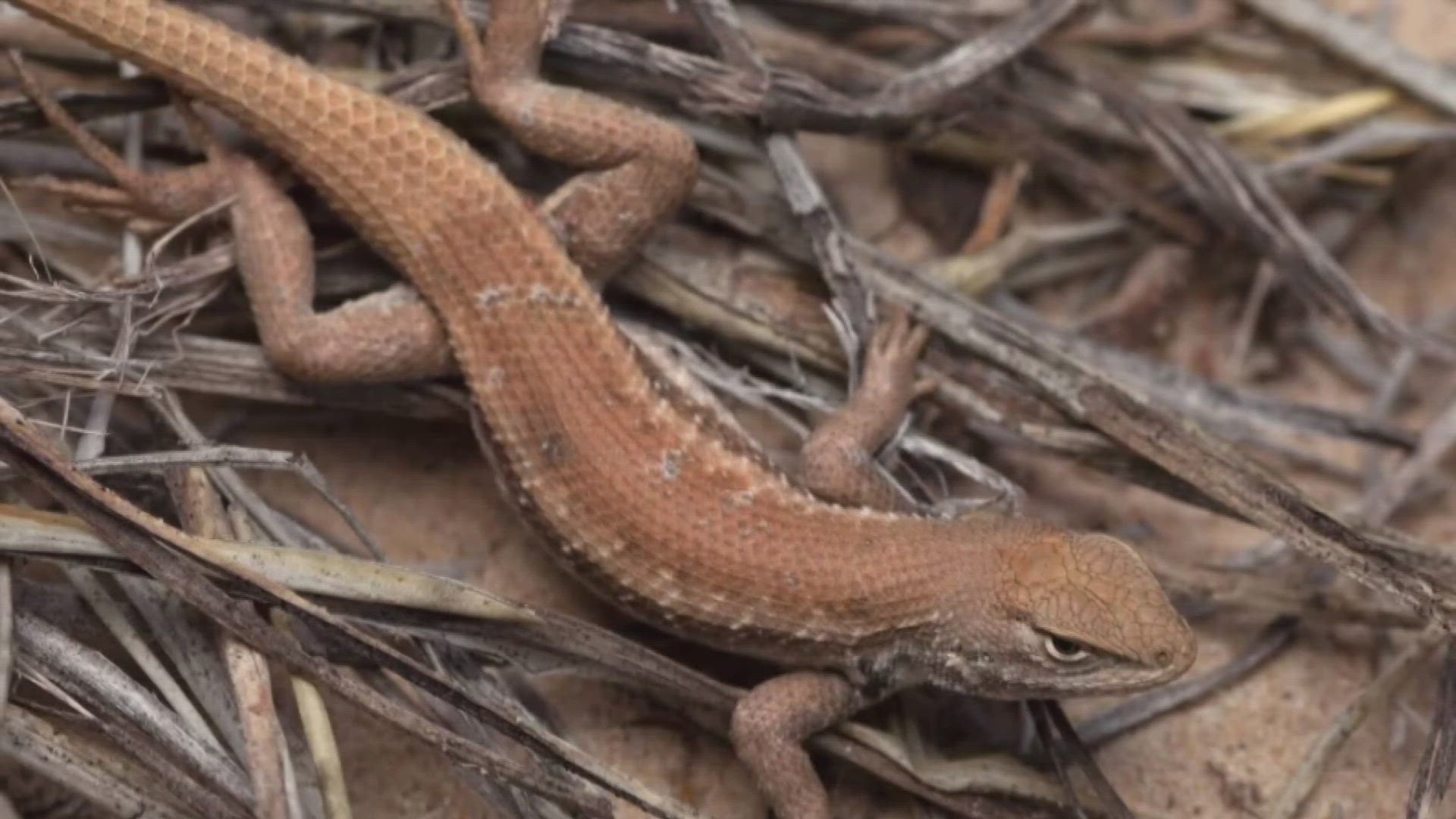 Texas AG Ken Paxton suing Biden over West Texas lizard | wfaa.com