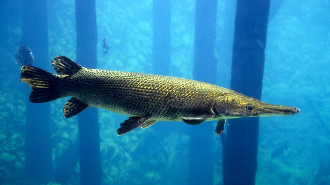 Man reels in world-record Alligator Gar on East Texas lake | wfaa.com