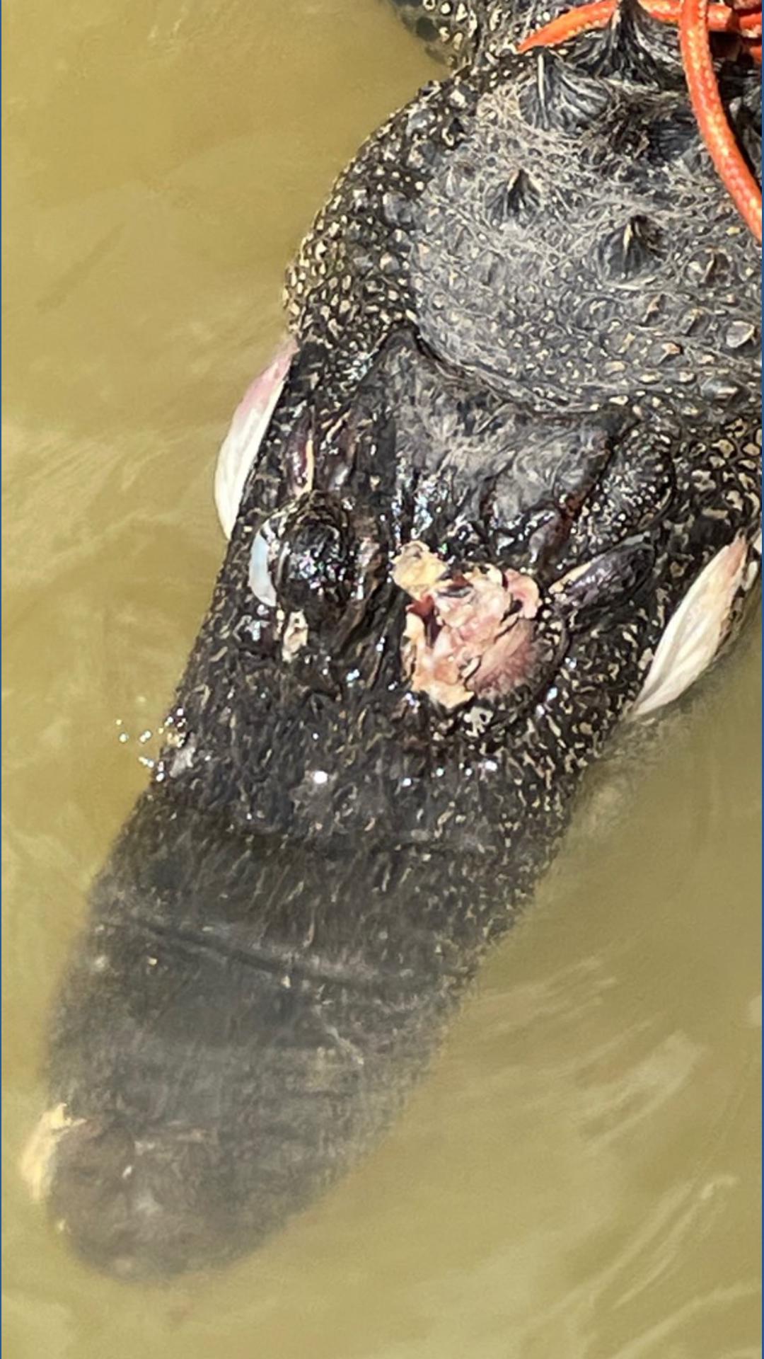 East Texan admits to killing alligator at Lake Bob Sandlin | wfaa.com