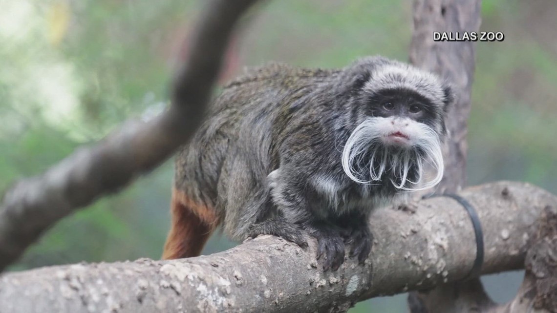Dallas Zoo monkey theft suspect found incompetent to stand trial | wfaa.com