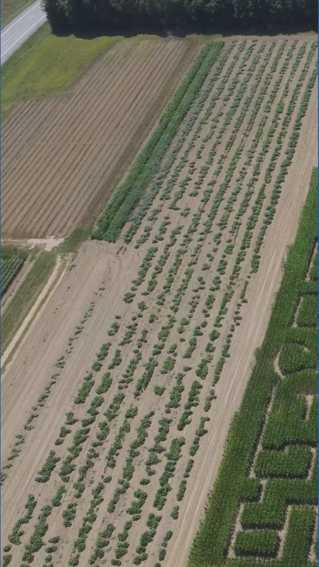 Cooper Flagg corn maze: Maine farm honors Dallas Mavericks rookie ...