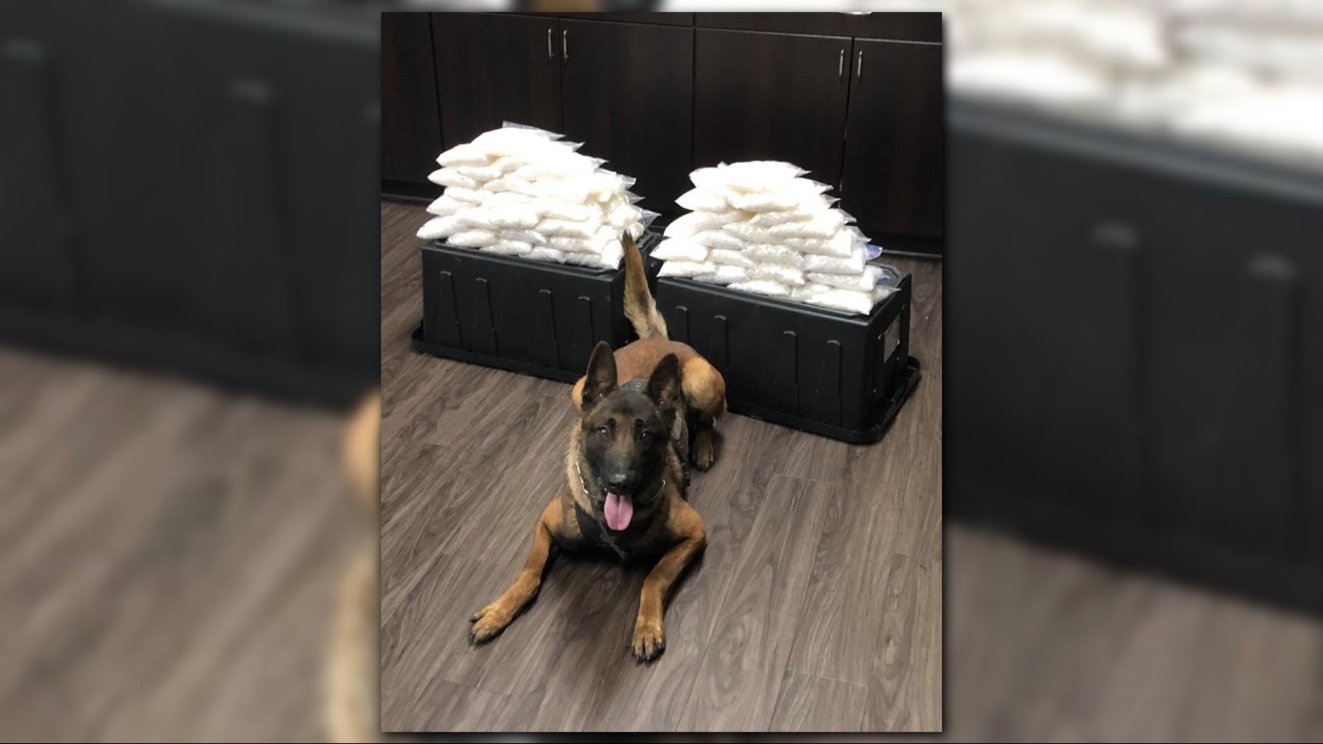 Rookie police dog finds 60 pounds of meth during first bust | wfaa.com