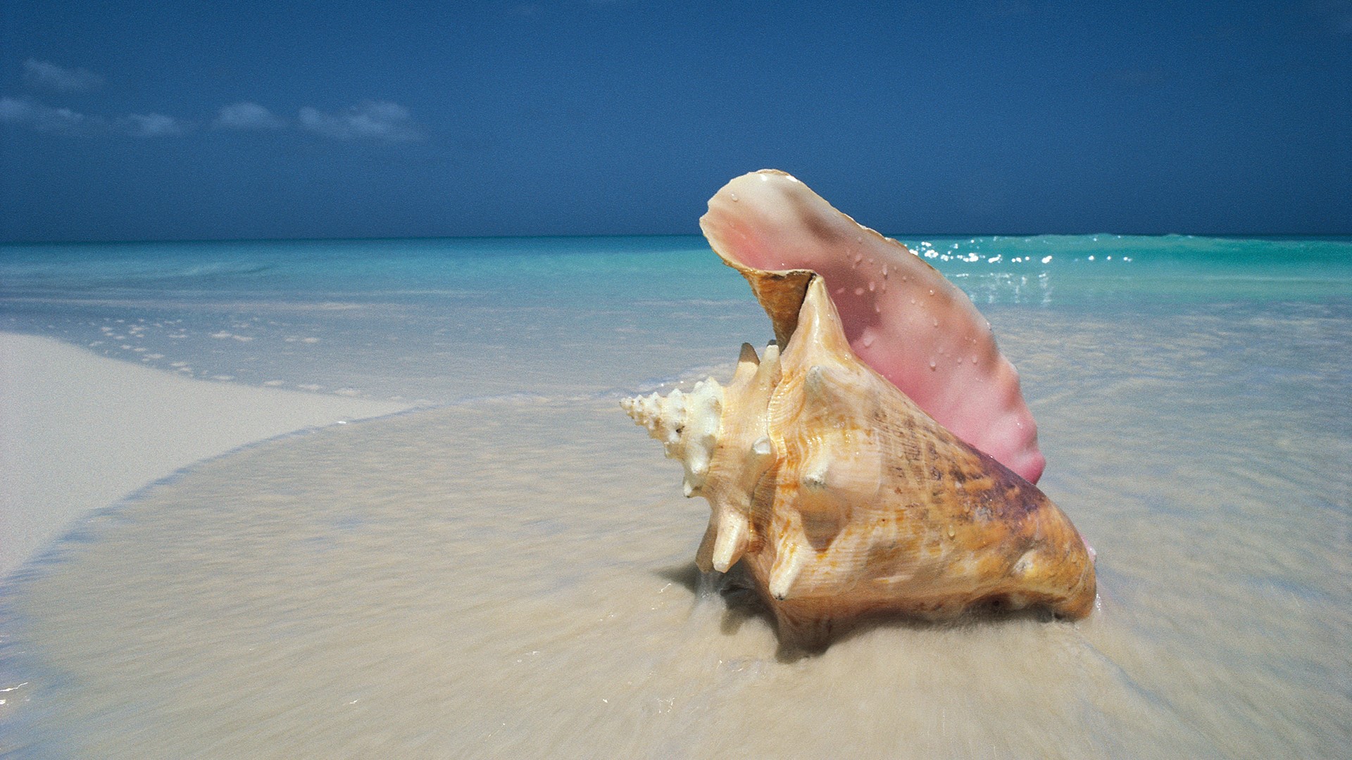 Texas tourist who collected queen conch seashells in Florida sentenced ...