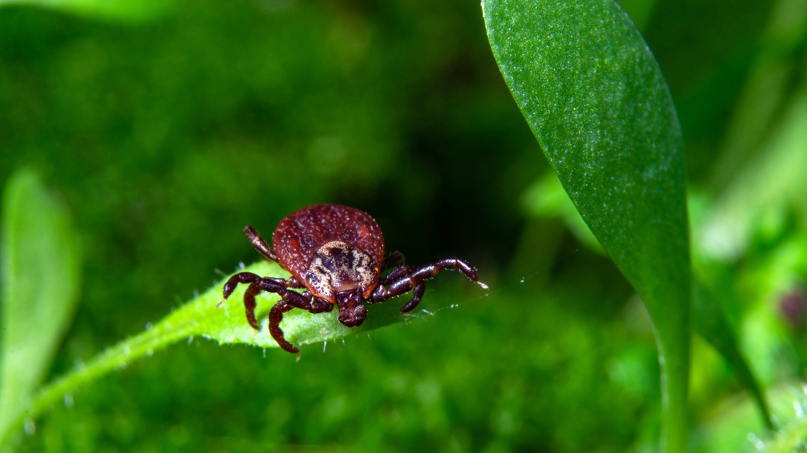 Fast facts about ticks | wfaa.com