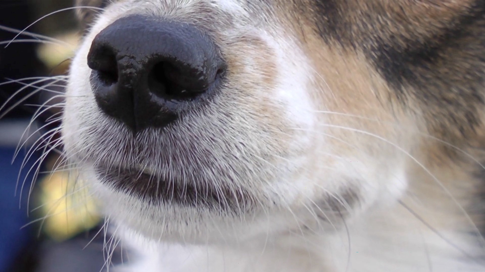 Are Dogs Noses Supposed To Be Cold