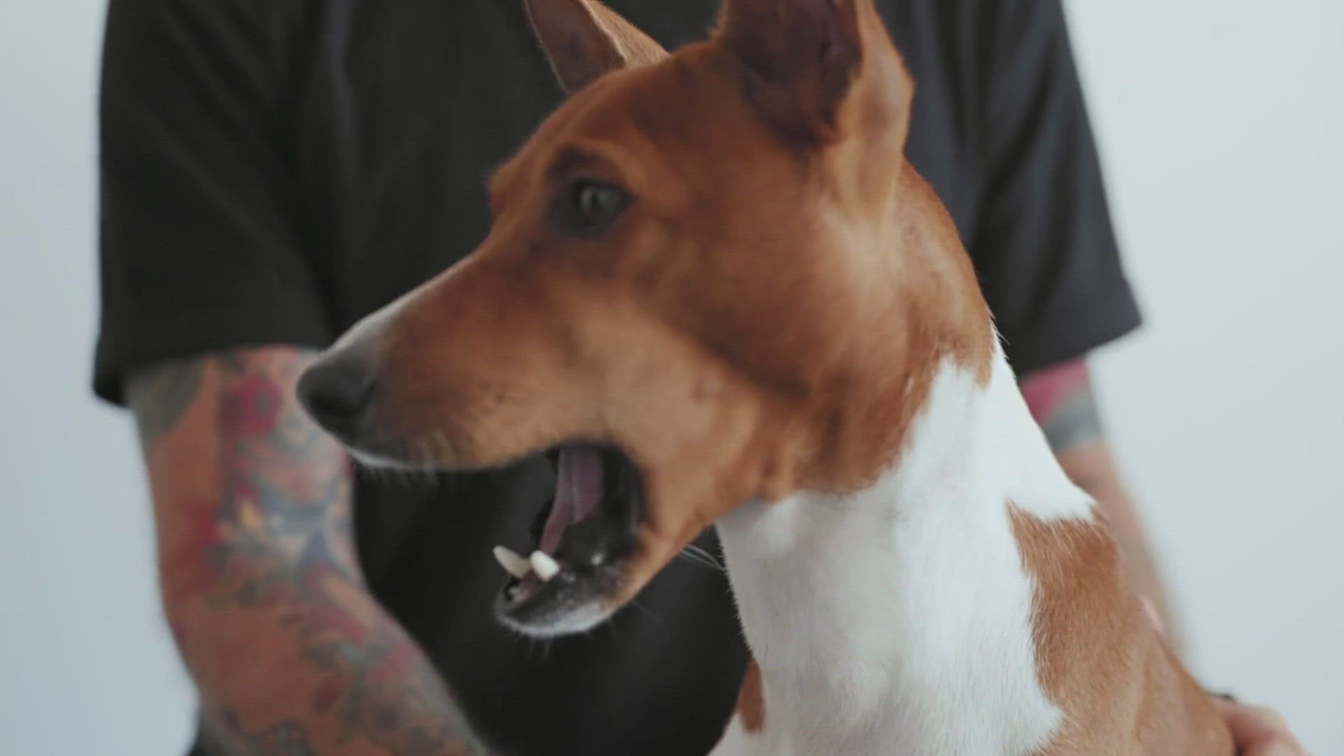 Do Dogs Catch Human Yawns
