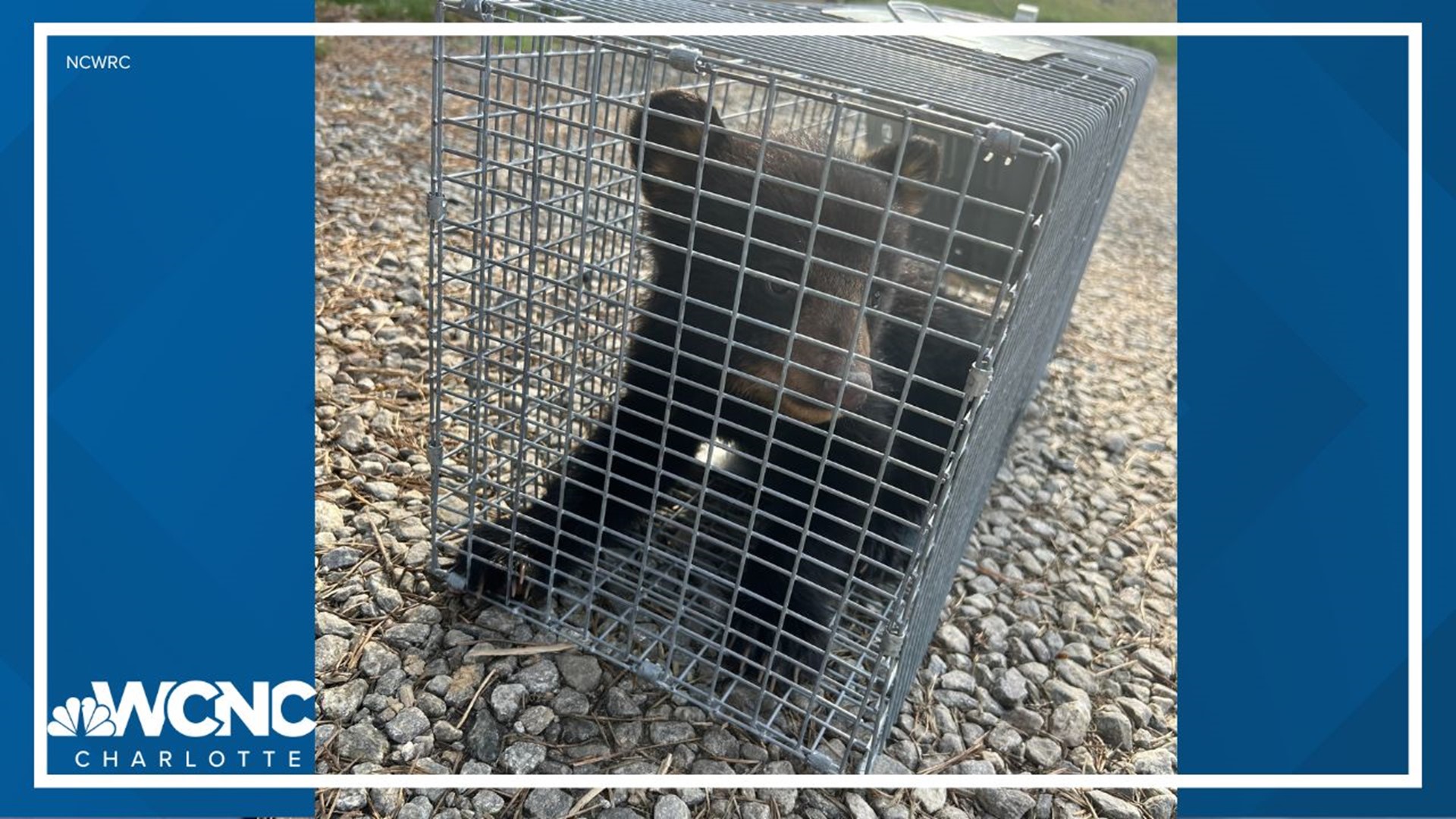 Video shows group of people harassing bear cubs in Asheville | wfaa.com