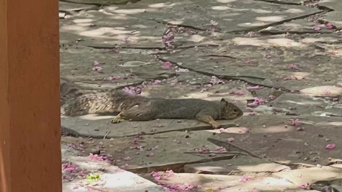 Splooting squirrels: Why are they laying flat on their stomach? | wfaa.com