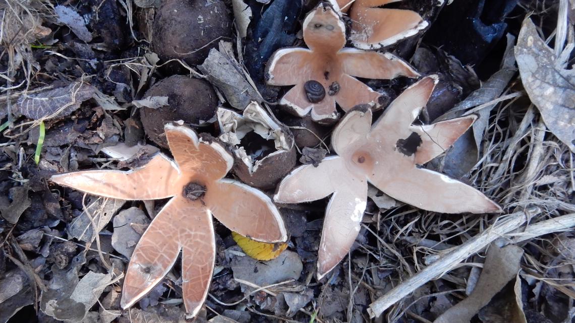 The official Texas state mushroom: Chorioactis geaster | wfaa.com