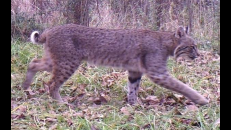 Bobcats adapting and thriving around North Texas neighborhoods | wfaa.com