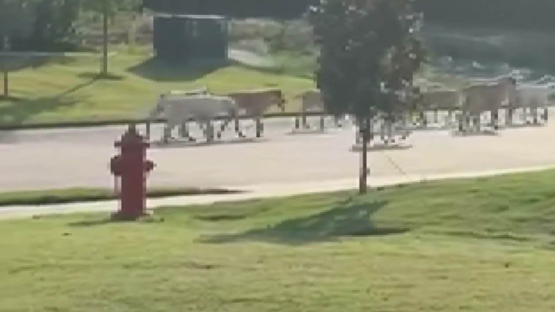 City officials form a plan to rescue a pack of stray dogs from a Texas ...