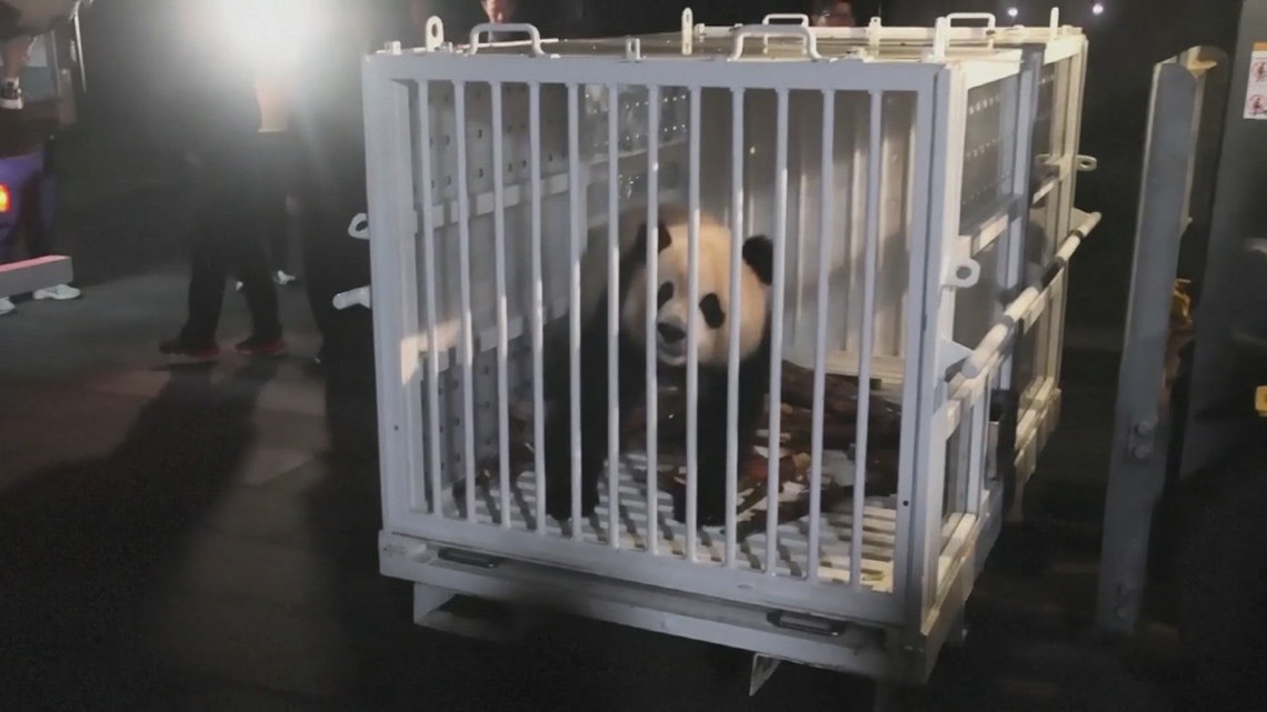 National Zoo closes to welcome giant pandas from China | wfaa.com