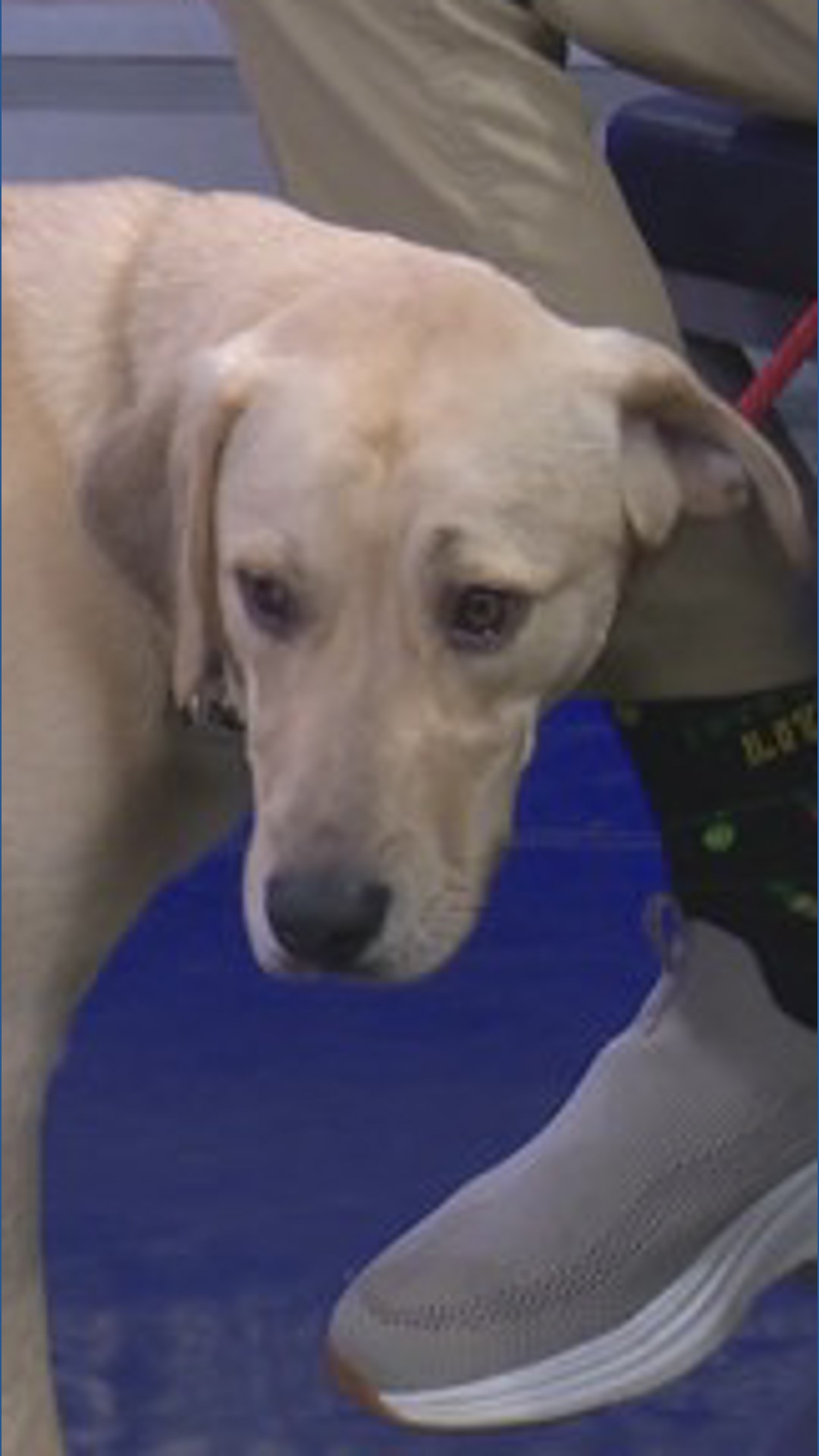 Tailwaggers: Meet Butters | wfaa.com