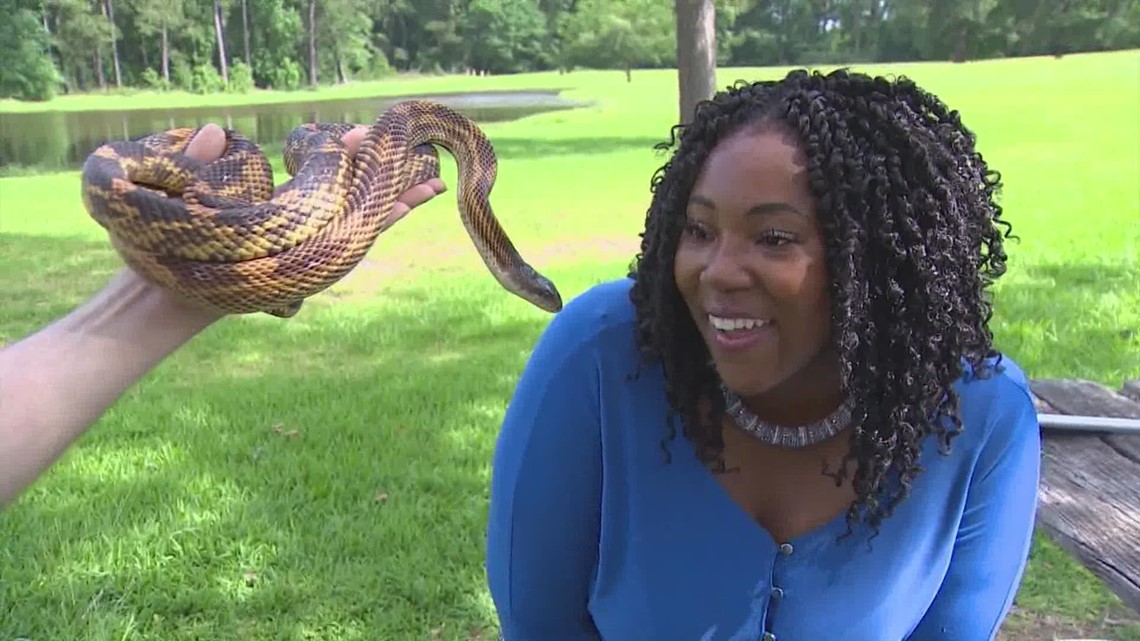 Do you know what to do if you find a snake in your home? | wfaa.com