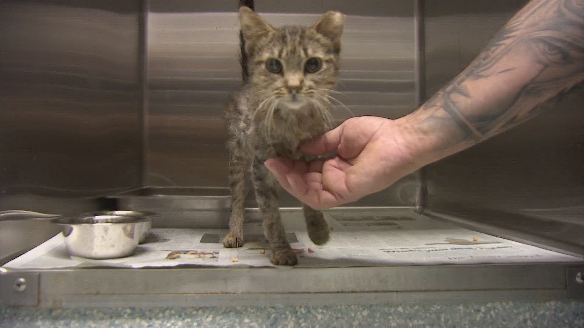 64 cats rescued from ‘deplorable’ Garland home conditions in city's ...