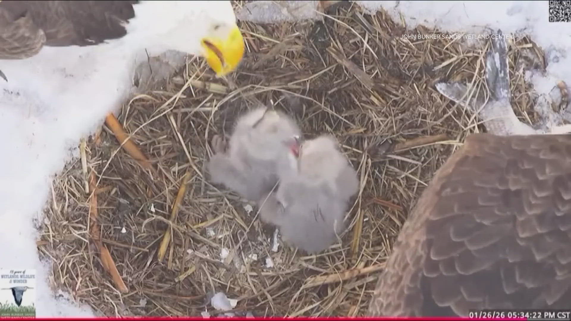North Texas eagles hatch during winter storm | wfaa.com