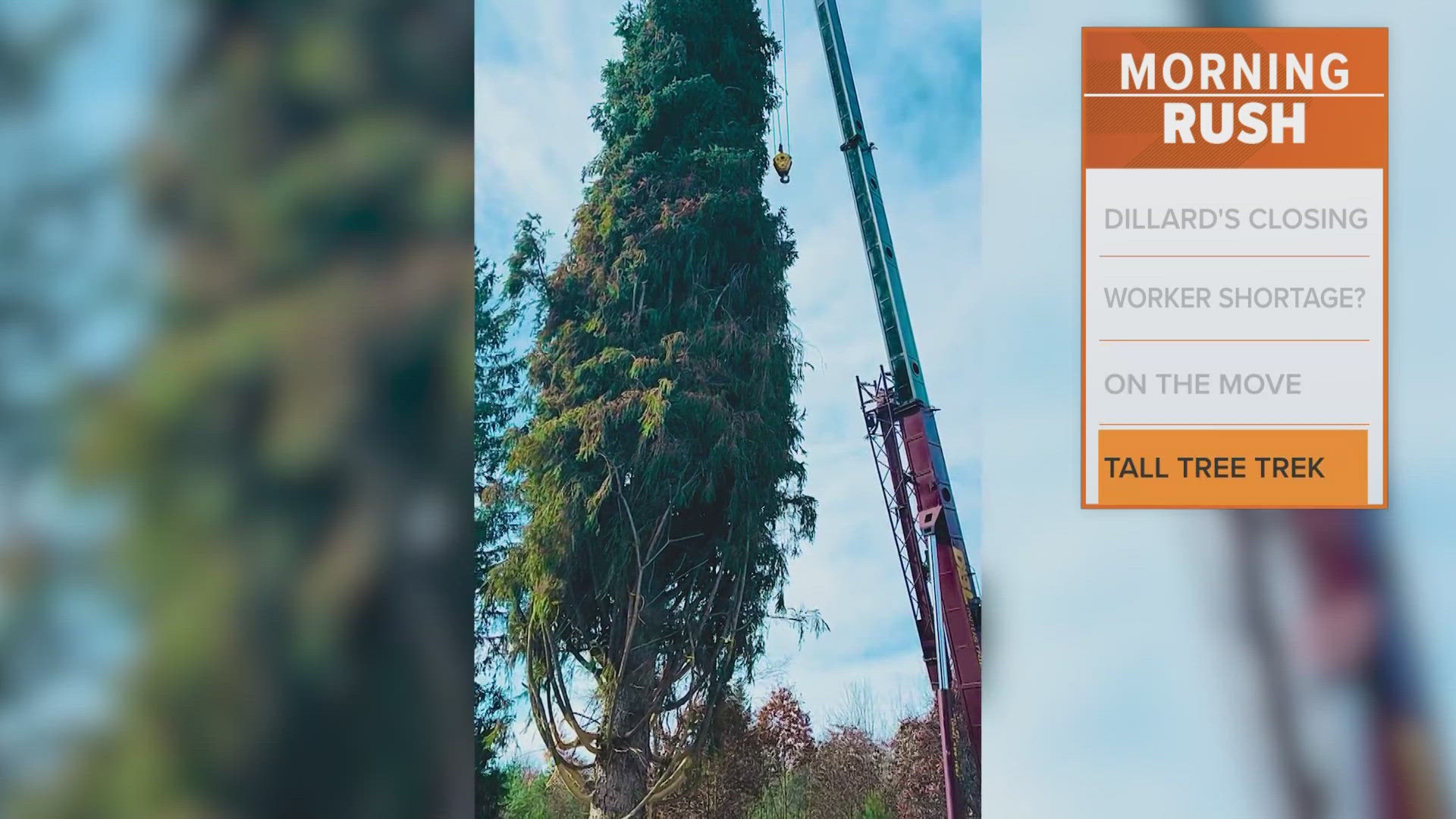 Tallest live Christmas tree en route to Fort Worth | wfaa.com
