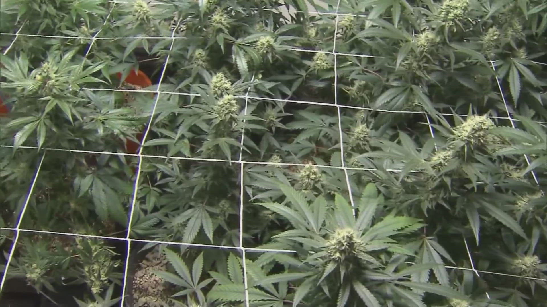 Medical marijuana reclassification gives Texas native Alexis new hope ...